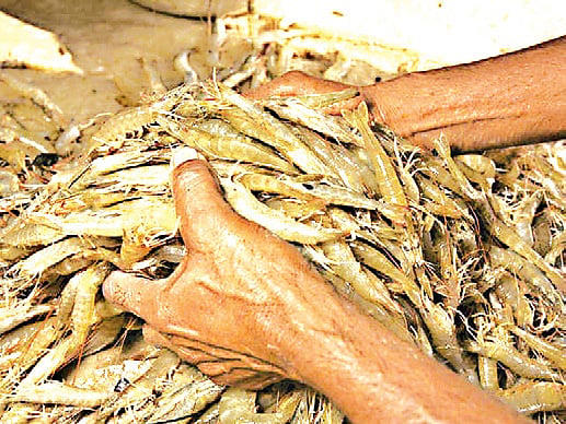 Falling prices & rising input costs push Vannamei shrimp farmers into ...
