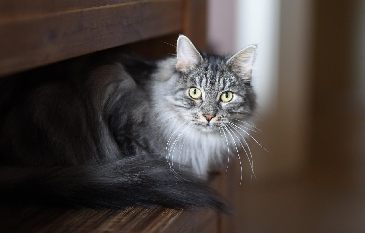 The real reason cats run when they hear babies cry