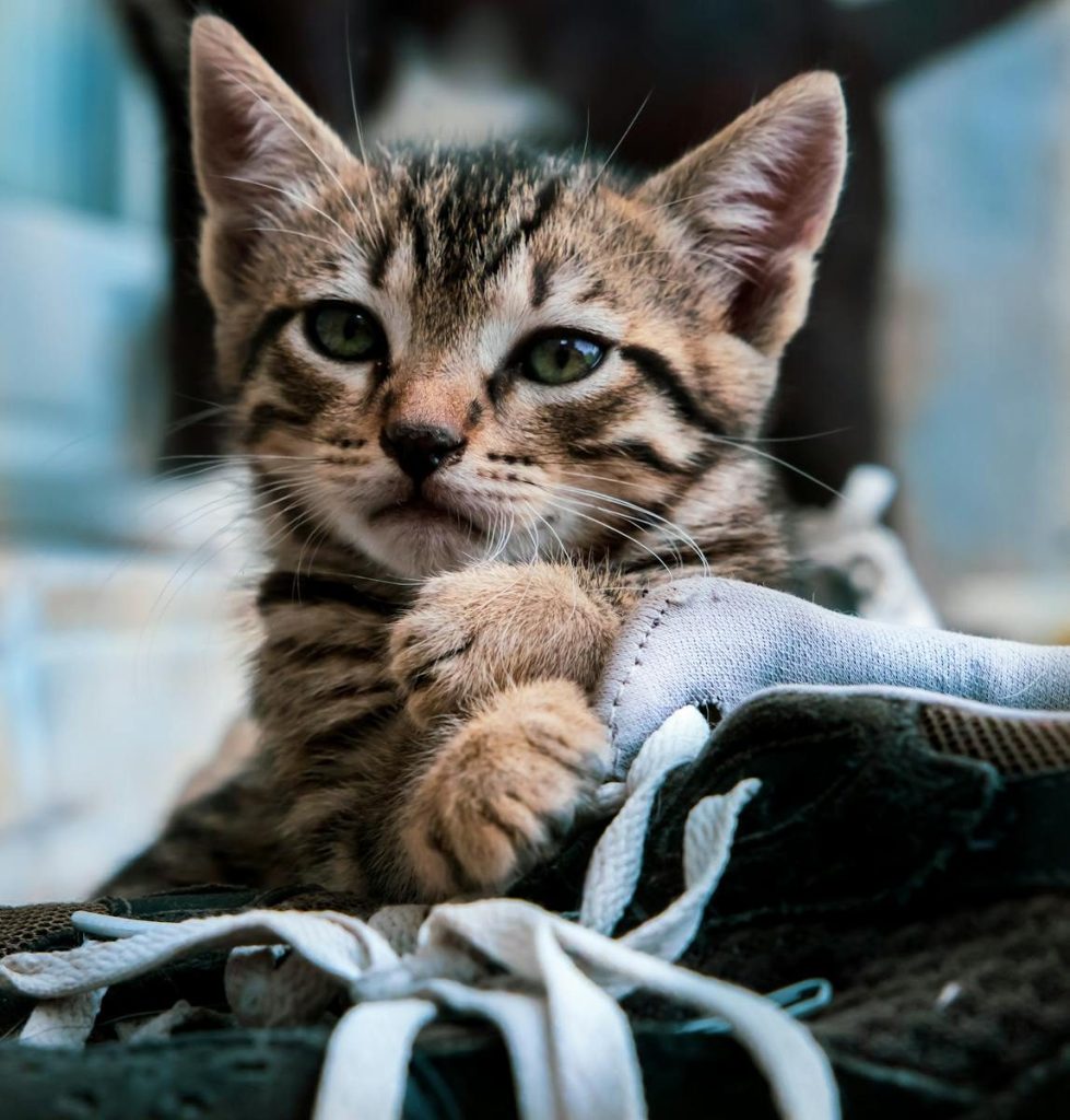 The street cat who refused to let her rescuer leave