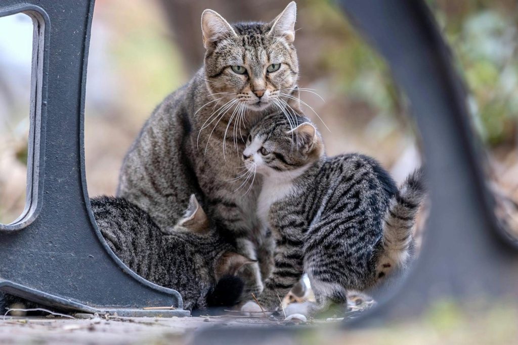 Why does your cat point their backside directly at your face?