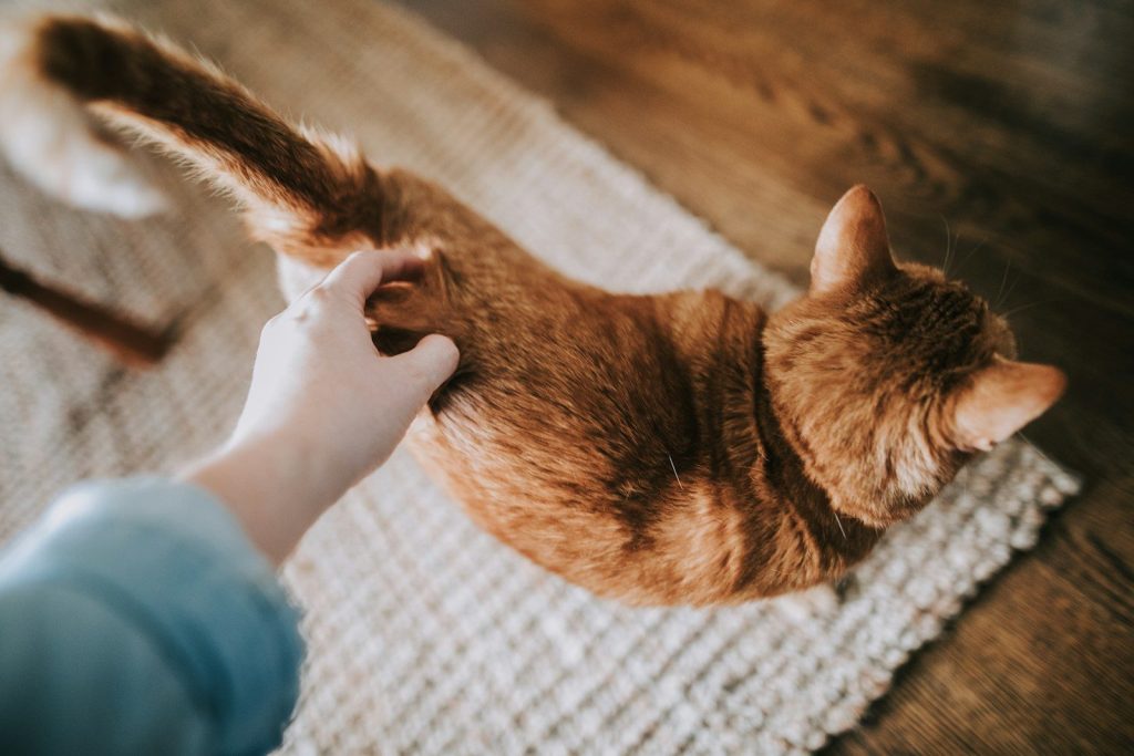 6 simple habits that can make your cat much happier at home