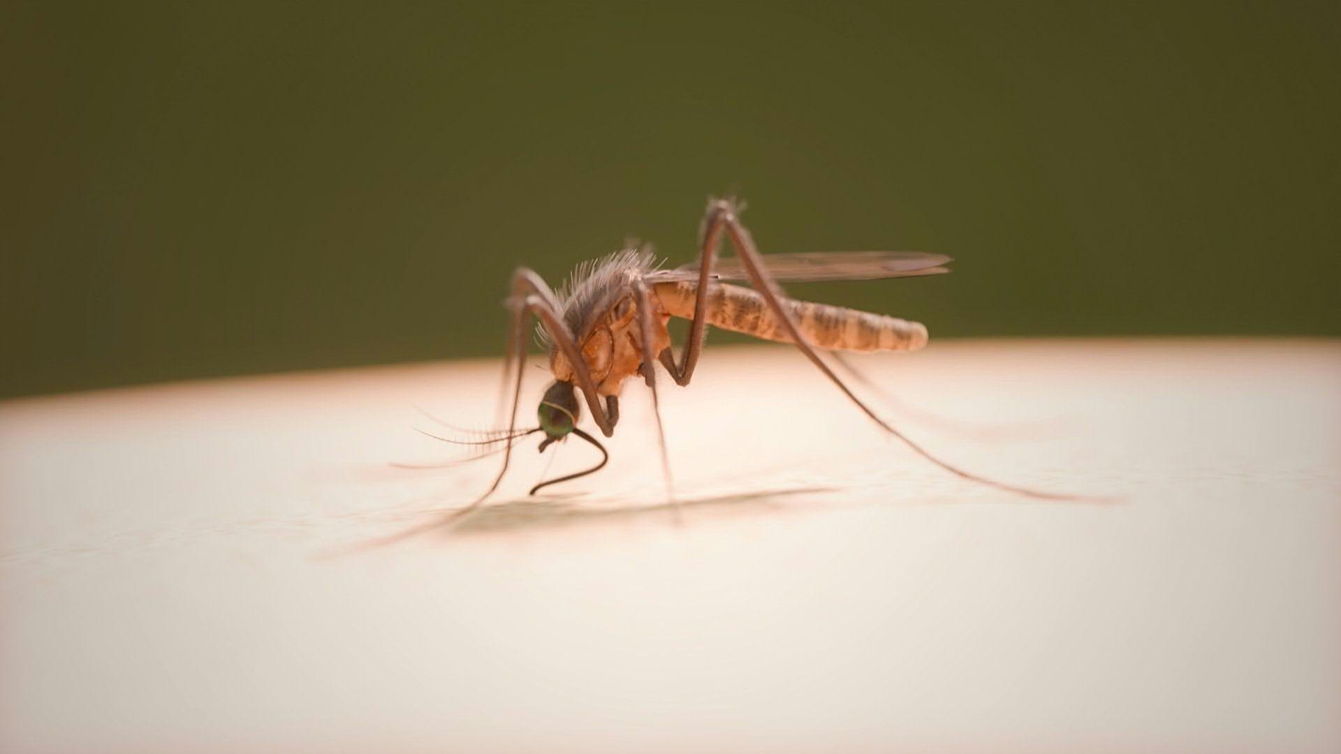 3D animation: Culex common mosquito
