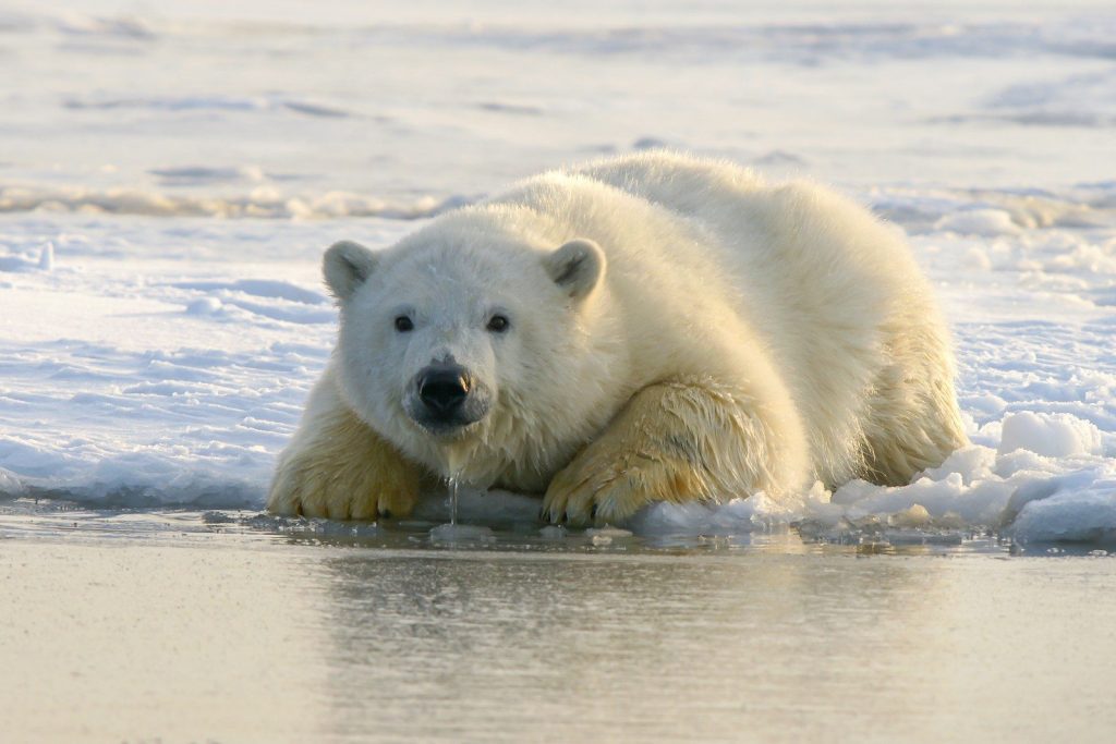 7 fascinating Arctic creatures found only in North America