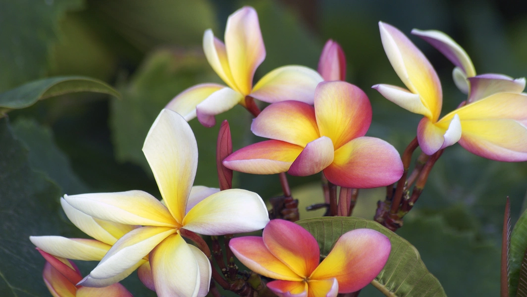 Plumeria care tips for blooms all season