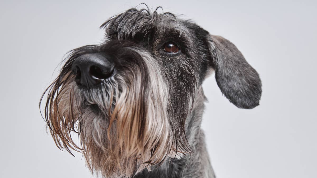 Giant schnauzer reaches her limit with sibling's barking—and files a ...