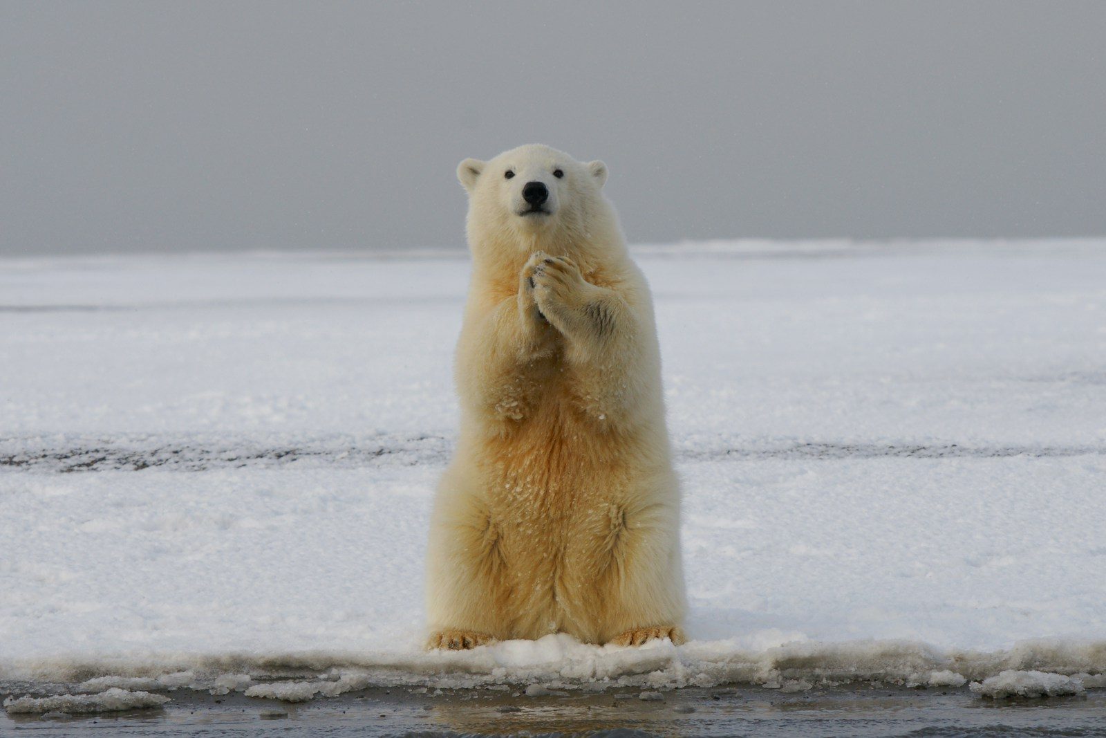 7 fascinating Arctic creatures found only in North America
