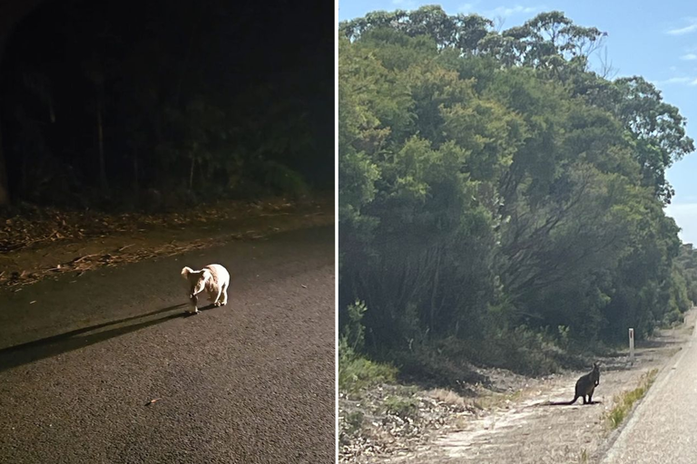 Aussie drivers warned over hazard at dawn and dusk after 1,250 crashes ...