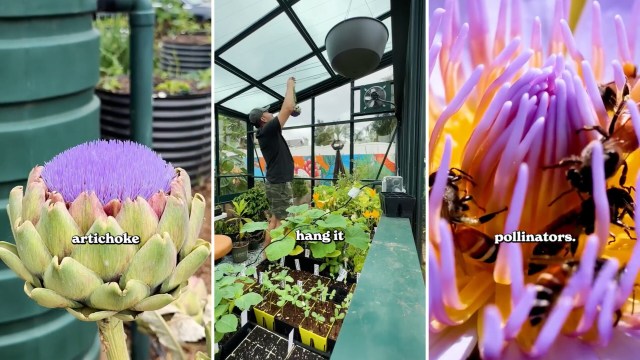 Unpicked artichoke transforms into stunning purple flower that ...