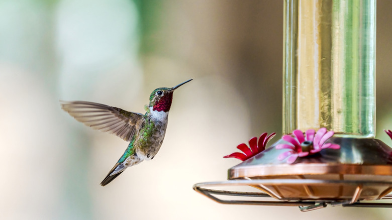 Not salvia, not bee balm: This red flower attracts hummingbirds all ...