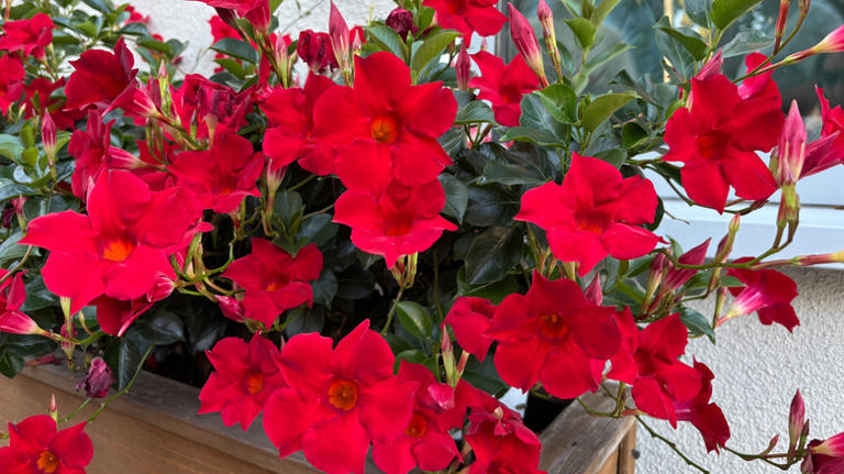 Not salvia, not bee balm: This red flower attracts hummingbirds all ...