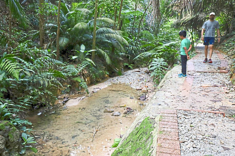 Hikers, locals raise concerns over clogged stream in Bukit Gasing