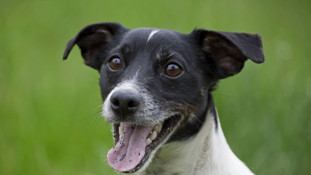 15 small dog breeds with remarkable strength and spirit