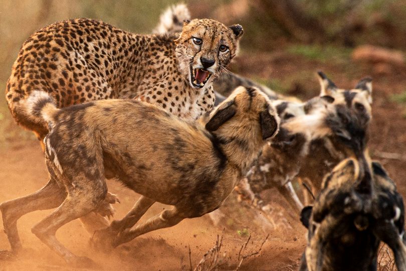 Former North East firearms officer's wildlife photography on show after ...