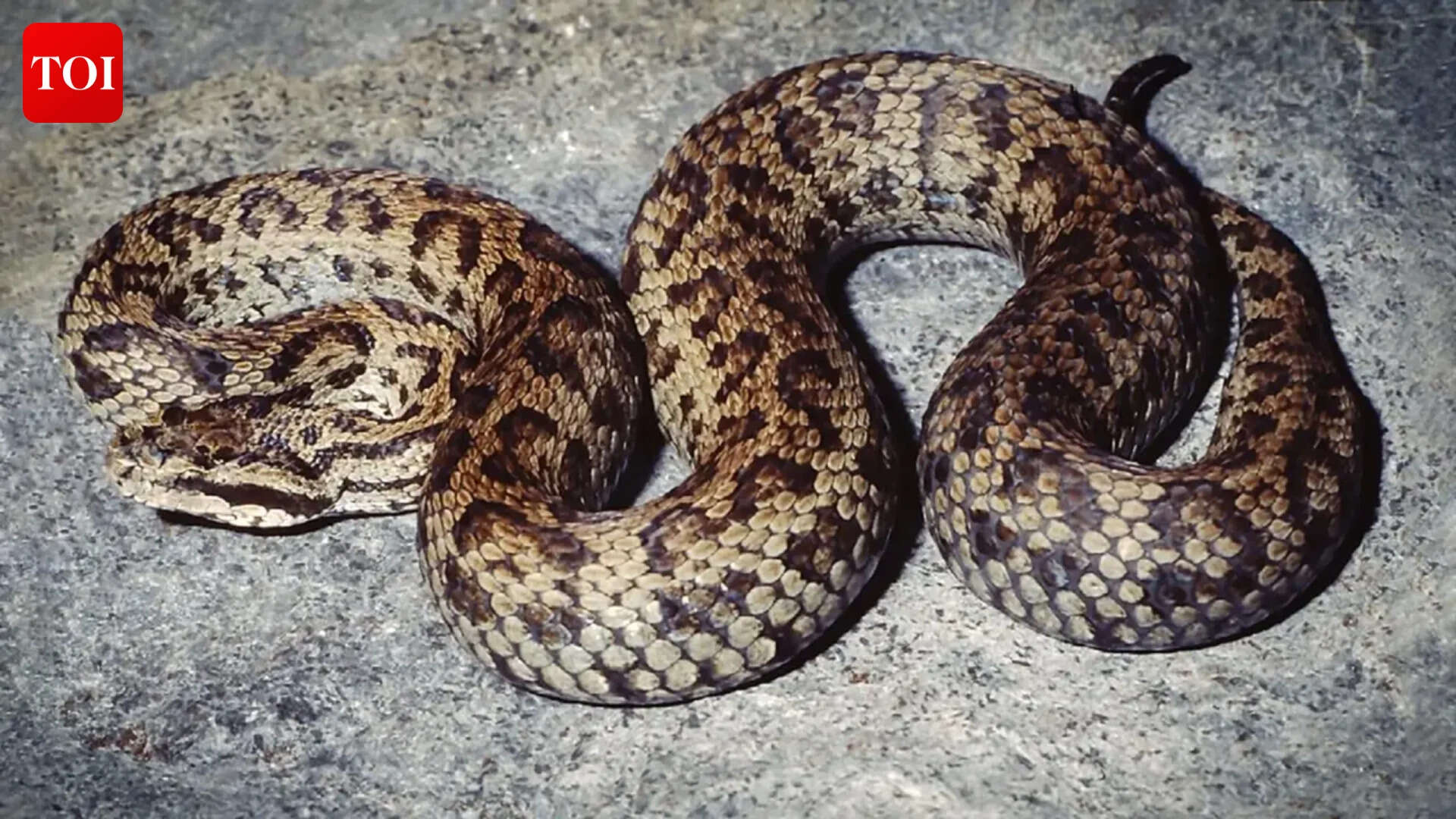 One snake, five surprises: Venomous Himalayan pit viper turns out to be ...