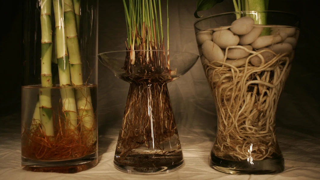 Bamboo care secrets every plant lover needs
