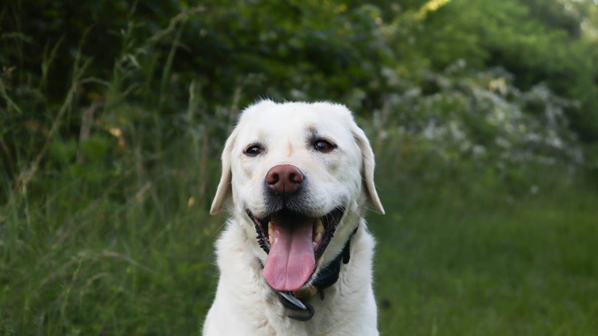 Yellow lab's hilarious reaction to learning he's going to grandma's is ...