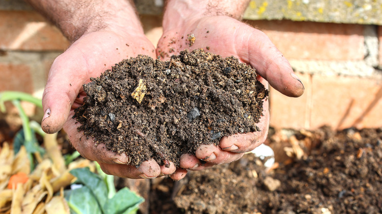 Not fallen leaves: The other plant scrap you should add to your compost