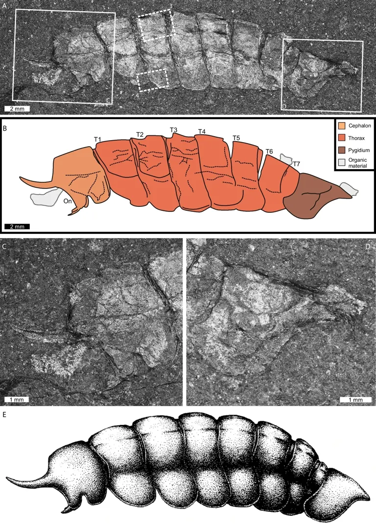 500-million-year-old fossil rewrites a missing chapter of Earth’s history