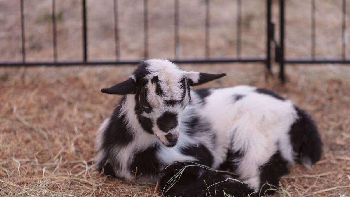 This adorably exhausted goat has the entire internet ready for a nap