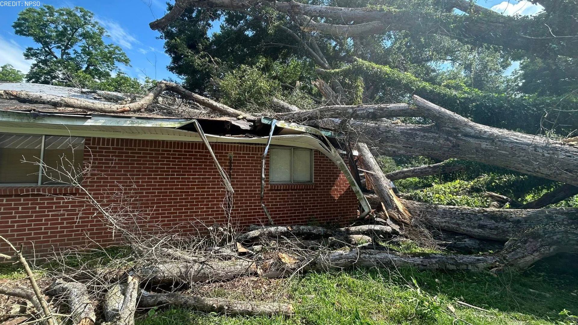 Large tree falls on Campti home