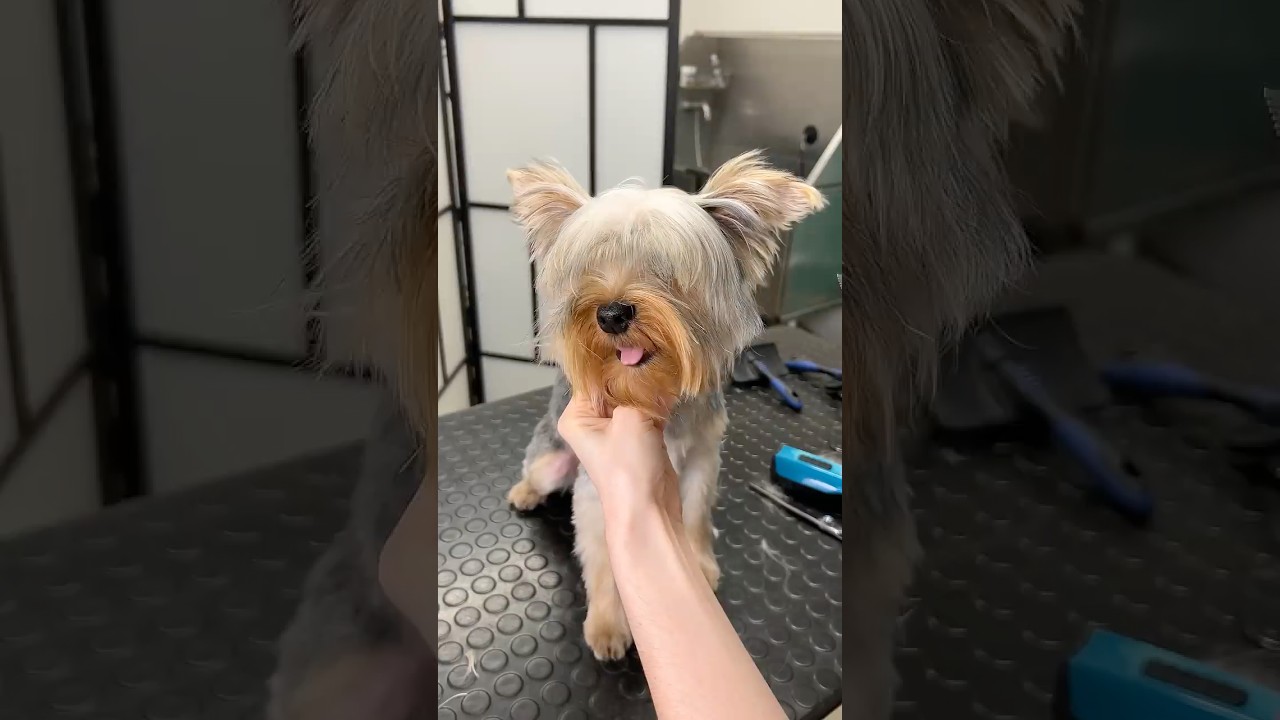 Yorkie face transformation: Step-by-step small dog grooming tutorial