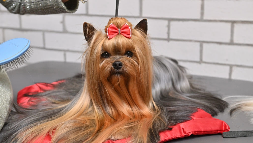 18 AKC-recognized low-shedding dog breeds