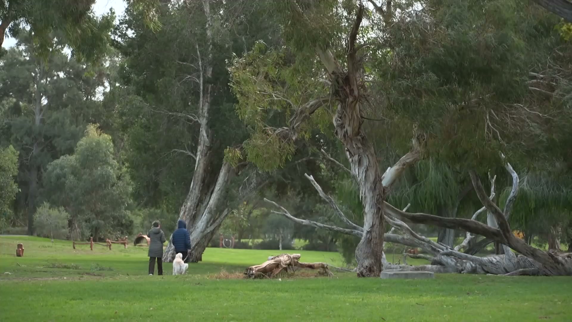 Non-verbal autistic boy found safe after going missing in night of wild ...