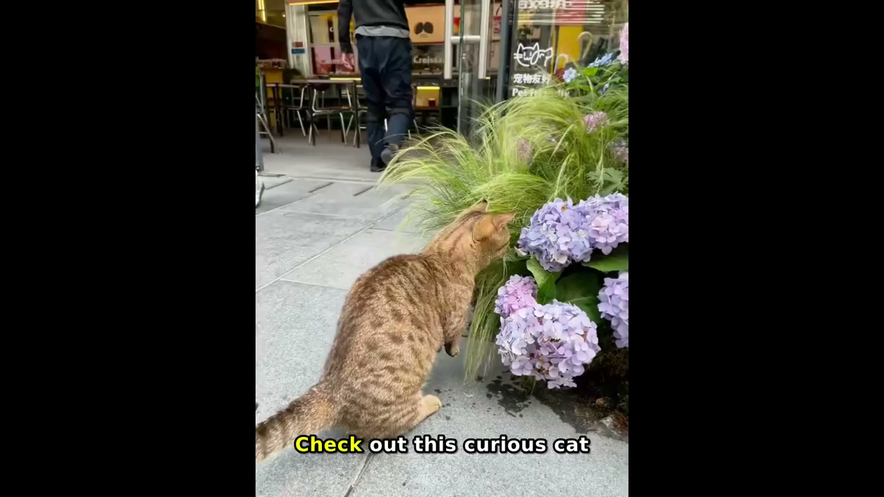 Cat stands tall as butterfly lands on its face