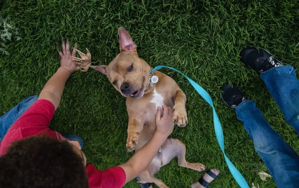 Raising a happy, well‑mannered pit bull
