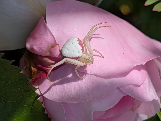 Tiny chameleon-like spider fascinates gardeners