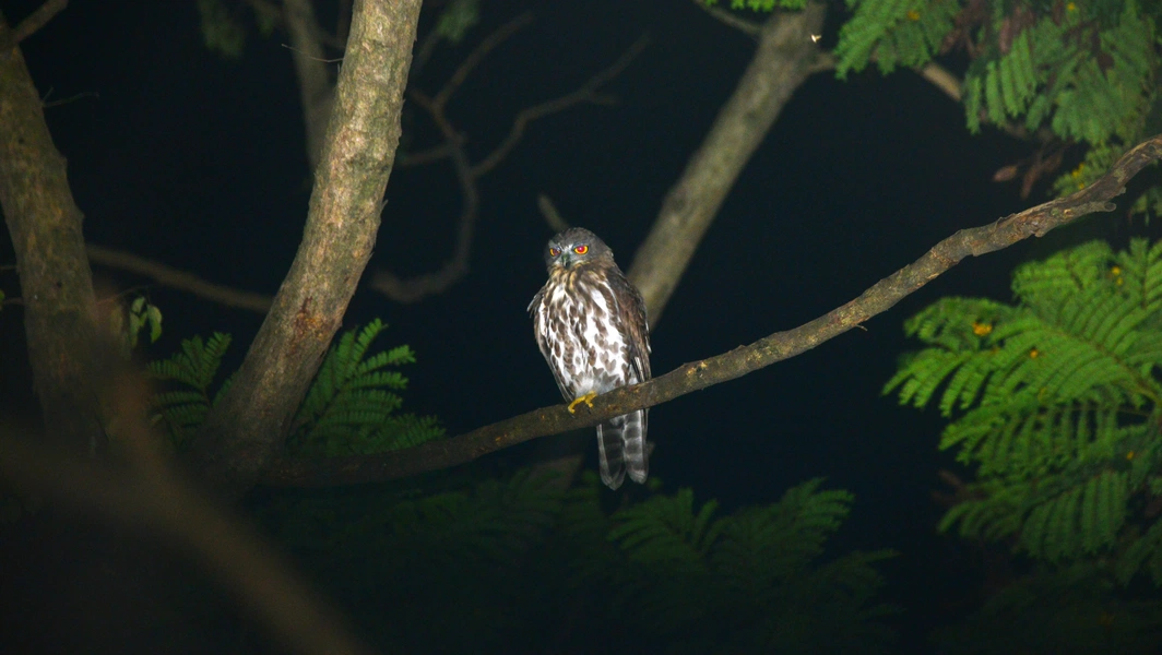 Turn your backyard into an owl haven