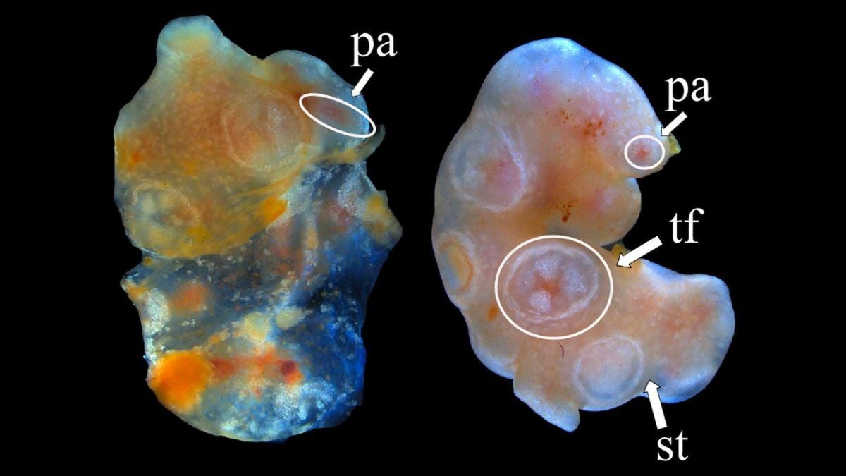 A sea cucumber's amputated tissue refuses to die. Could it live forever?