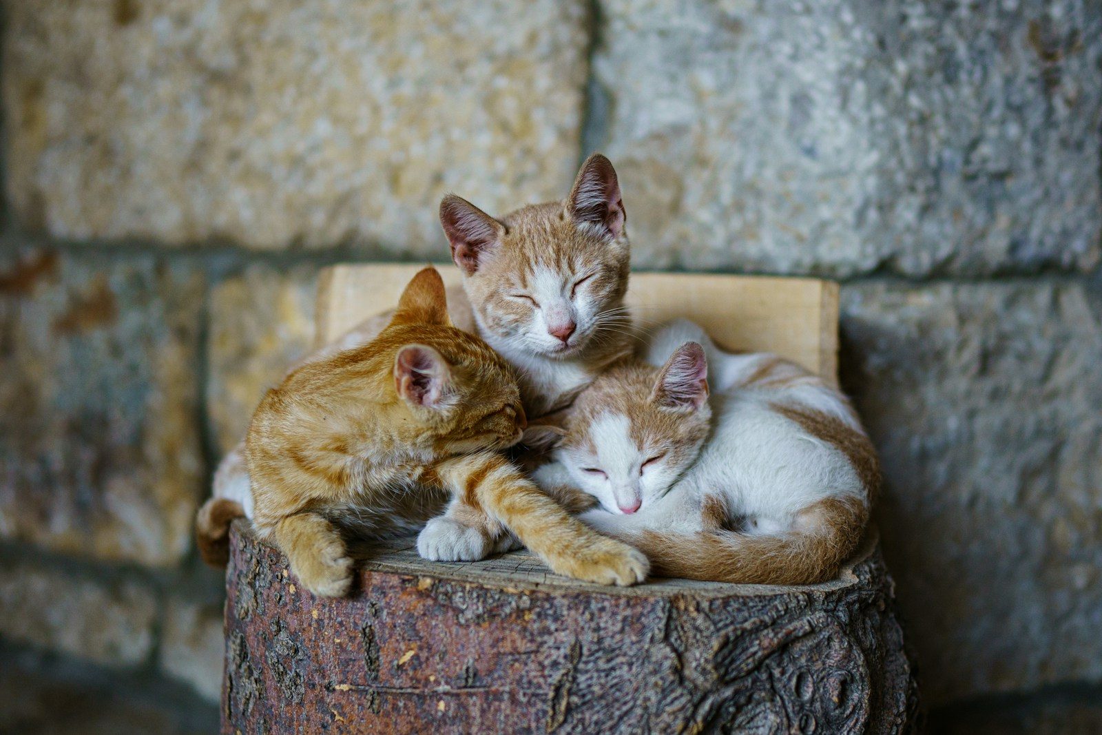 Pregnant stray cat rescues orphan kitten and forms an unexpected family