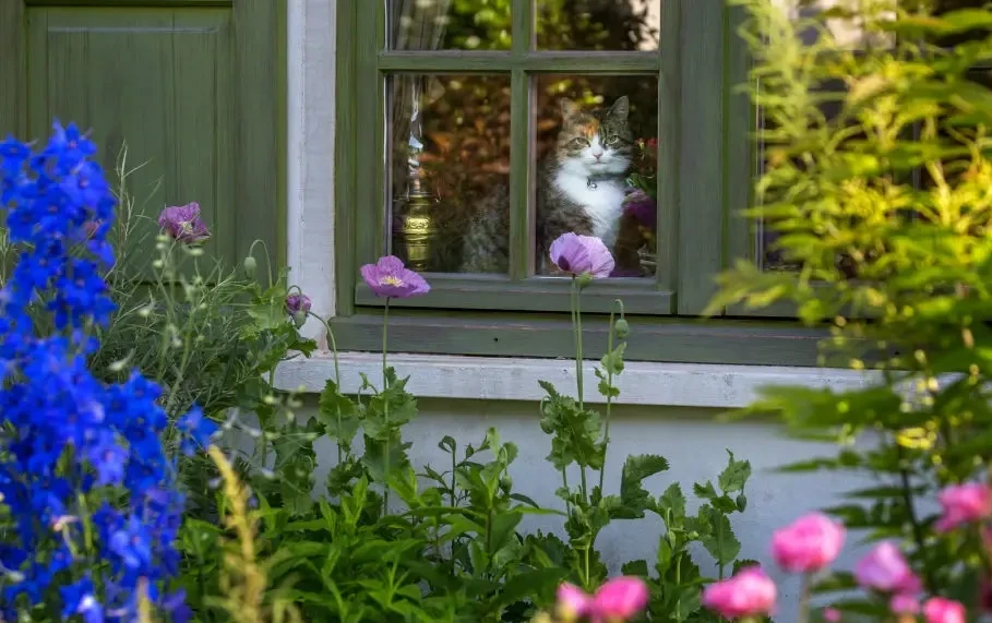 Target and Amazon debut summer-ready cat enrichment gear