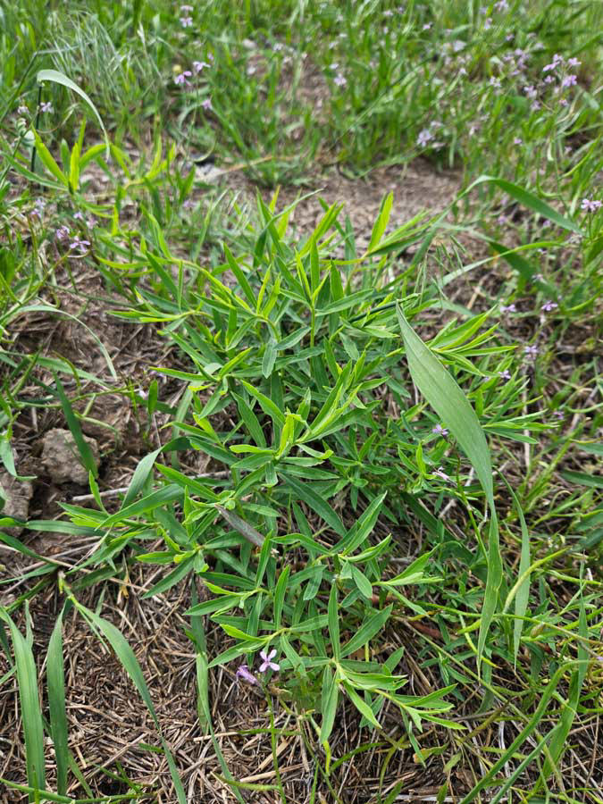 Leafy spurge: How to gain control over this agressive, invasive weed