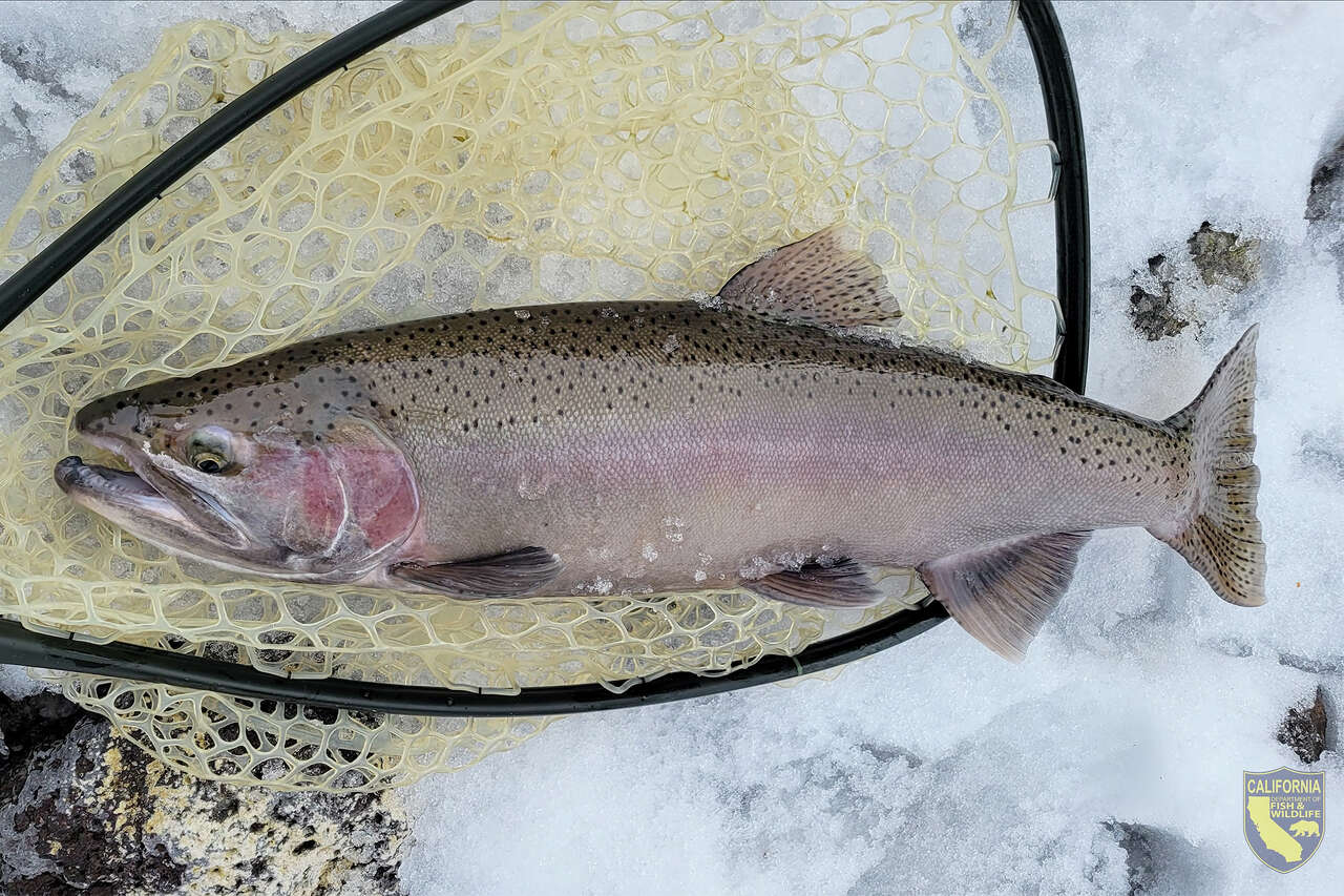 5,800 rainbow trout faced a 'bleak' death sentence. An emergency rescue ...