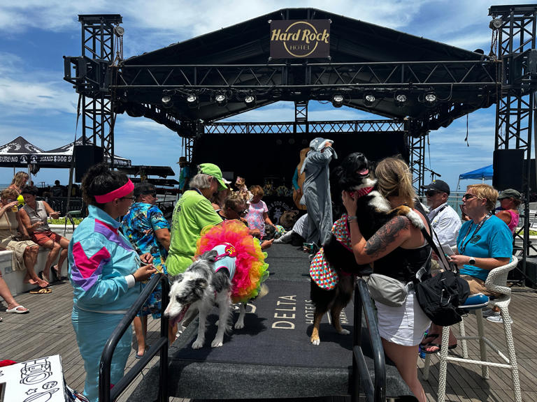 Daytona Beach hosts Hang Eight dog surfing extravaganza