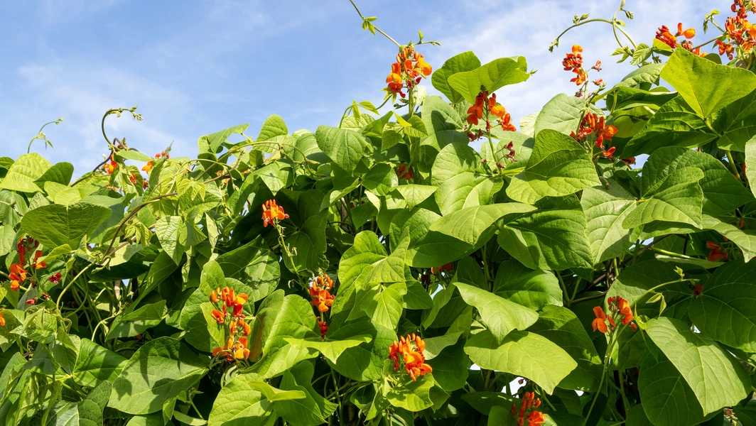Grow your dream pole bean garden