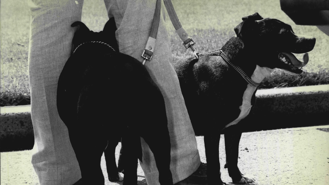 Raising a happy, well‑mannered pit bull