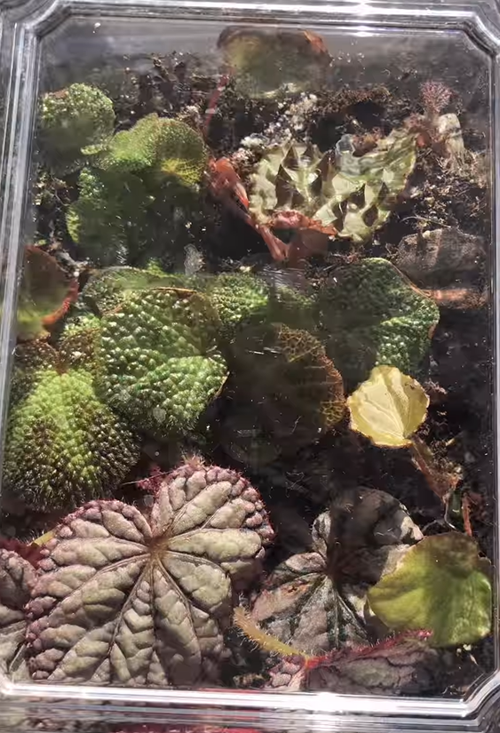 Begonia babies thriving in the sun: Shimmering new growth in my garden