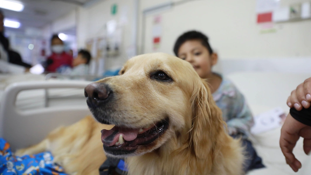 Texas hospital dogs mark two years helping young patients