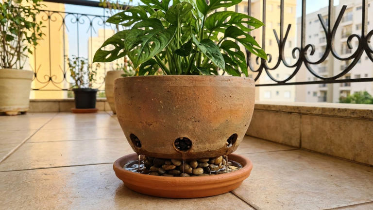 O fim das plantas afogadas no vaso: o detalhe no fundo muda tudo antes ...
