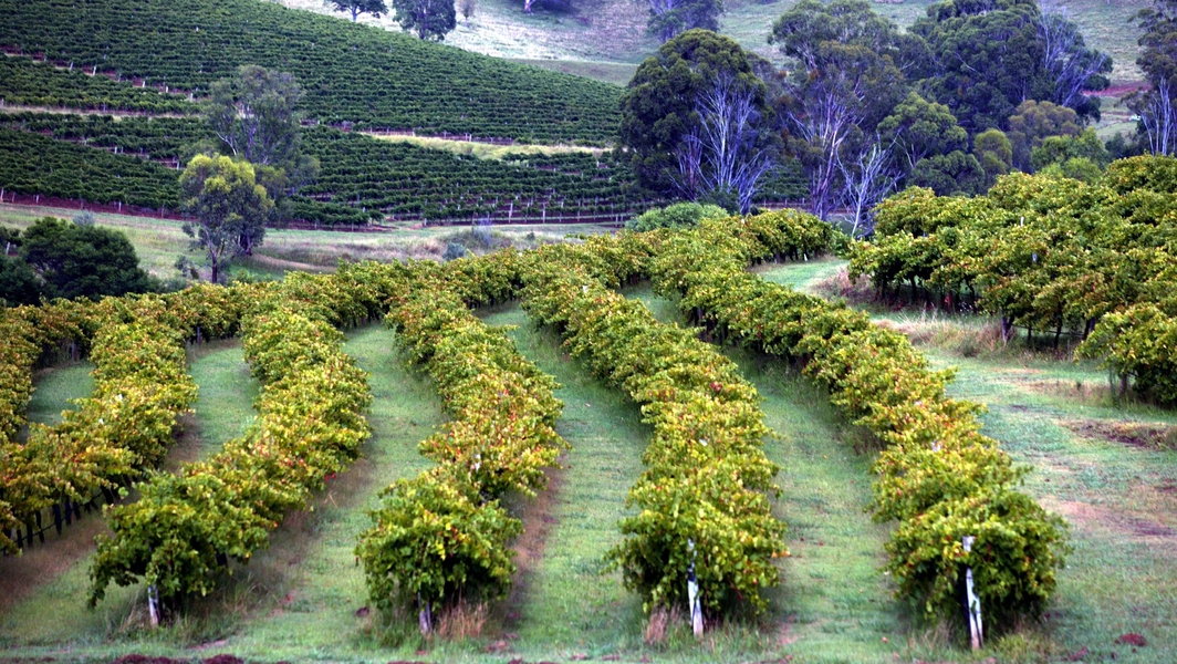Sip your way through Hunter Valley wine country