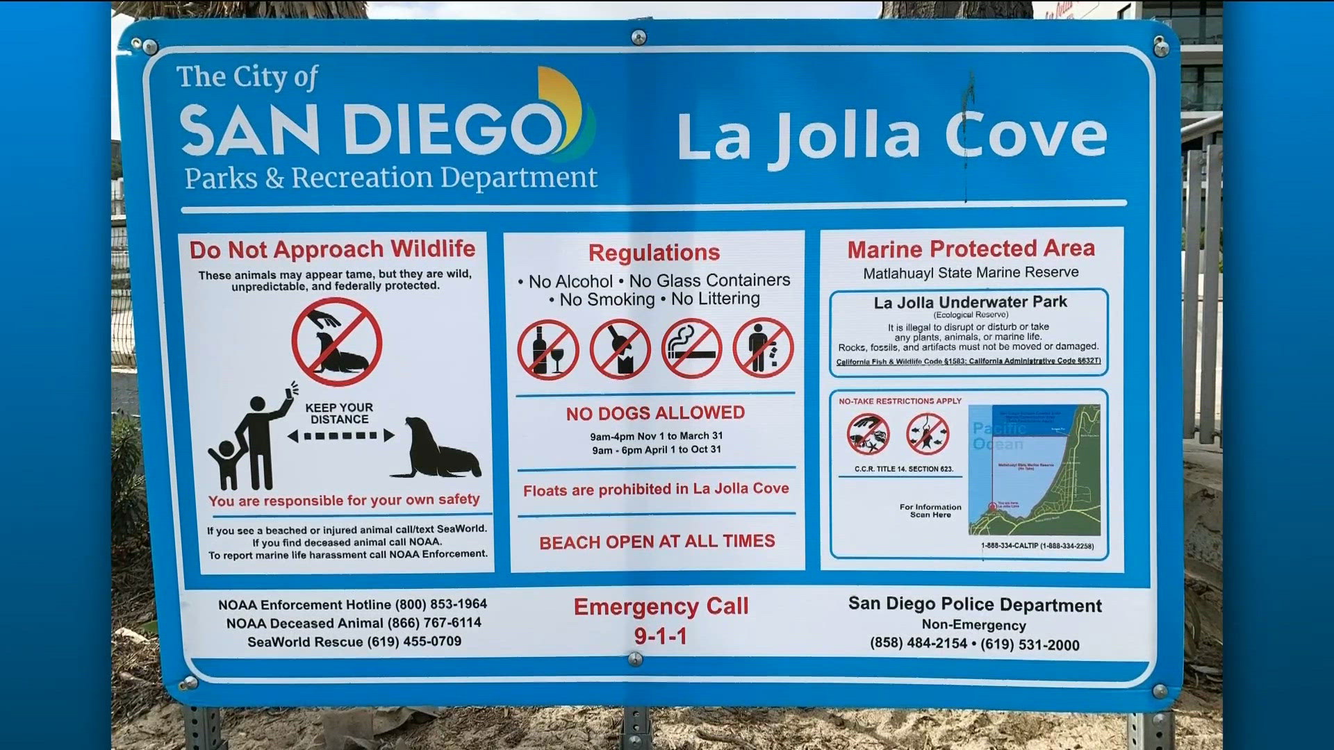 New sea lion safety signs up at La Jolla Cove