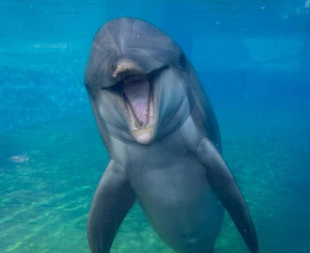 'Dottie' SeaWorld San Diego dolphin dies at 39