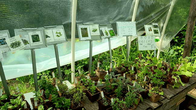WNC family transforms Helene-ravaged property into community farm