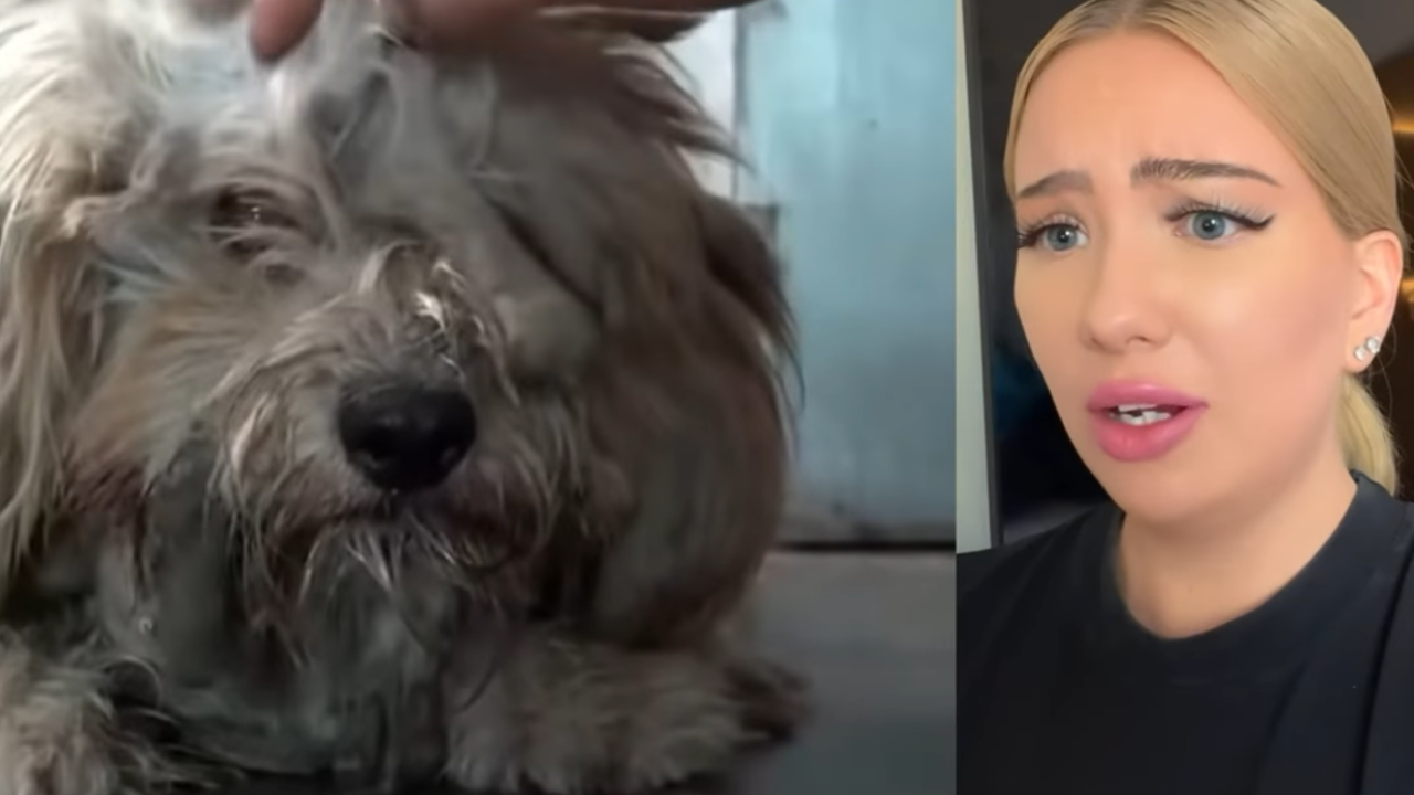 Homeless dog’s transformation sparks heartwarming change