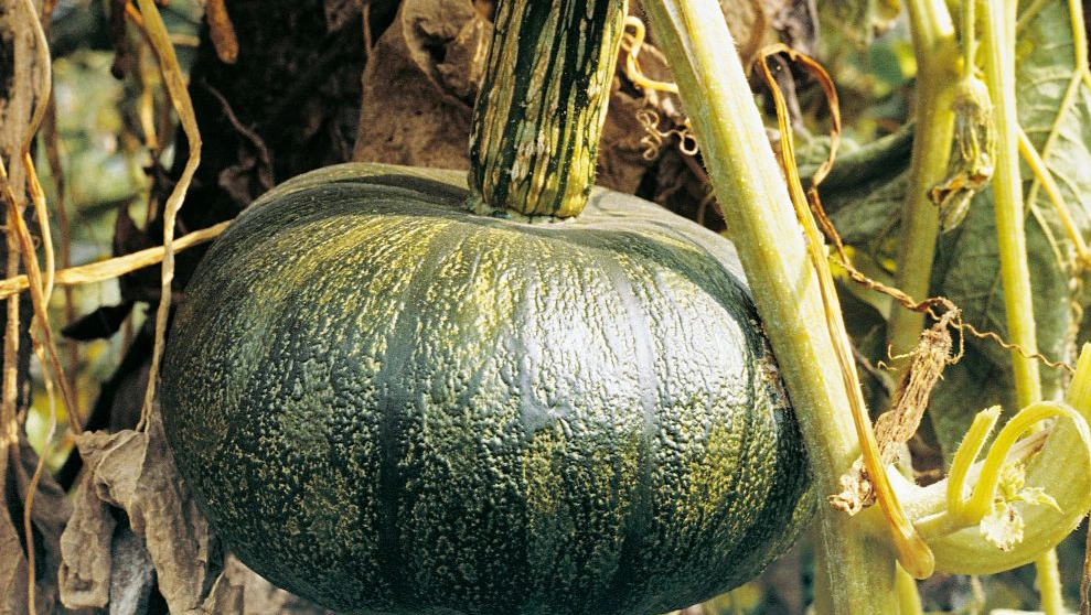 Turning garden squash into sweet magic