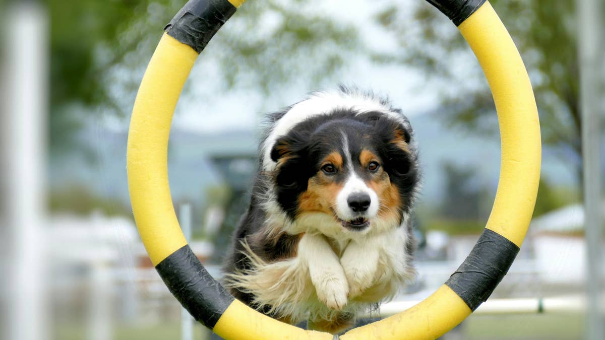 8 signs your dog needs more exercise, according to a vet