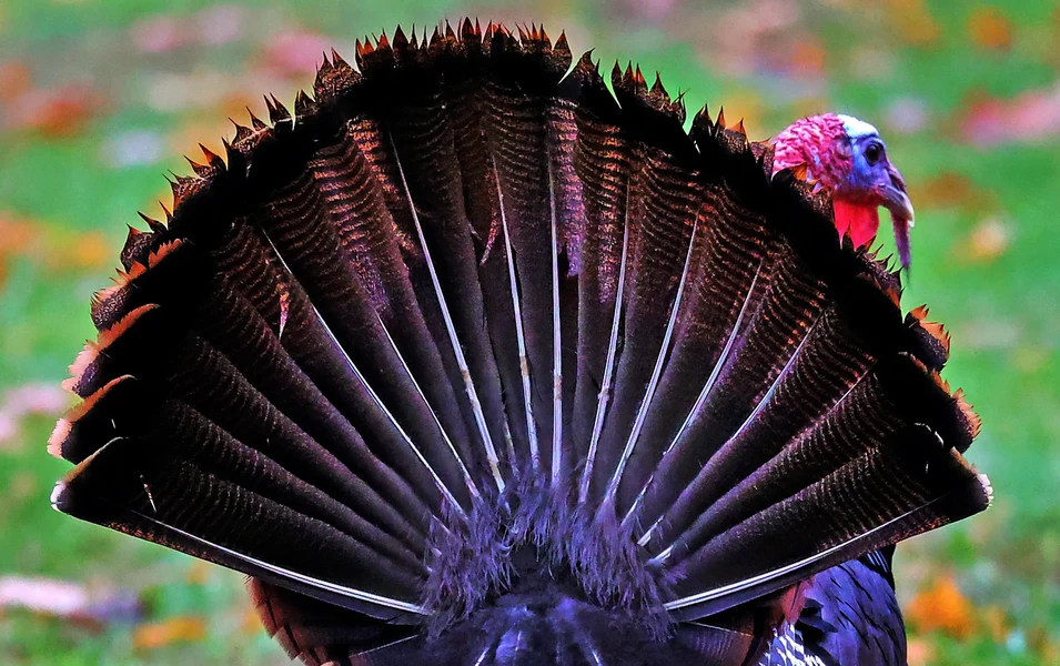 Alameda police warn after wild turkey attacks injure woman, dog